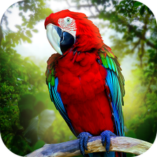 Jungle Parrot Simulator - try für Android - Download