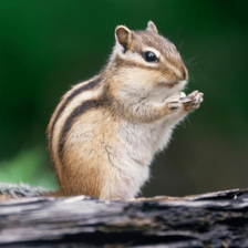 Chipmunk Sounds for Android - Download