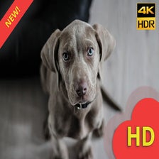 Cute Dogs Wallpapers HD New Tab for Google Chrome - Extension Download