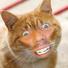 Cat Me para iPhone - Descargar