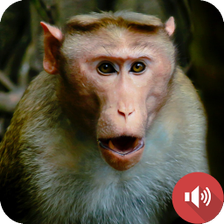 Monkey Sounds para Android - Descargar