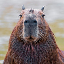 Capybara Wallpaper HD para Android - Descargar