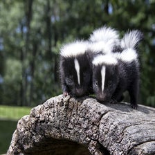 Skunk HD Wallpapers New Tab Theme for Google Chrome - Extension Download