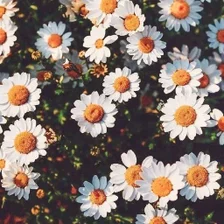 Daisy Wallpapers para Android - Descargar