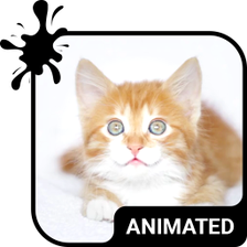 Kitty Cat Animated Keyboard + Live Wallpaper APK for Android - Download