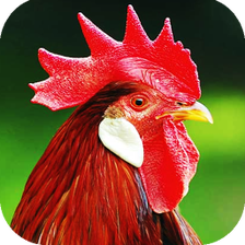 Rooster Sounds para Android - Descargar