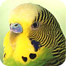 Parrots for Android - Download