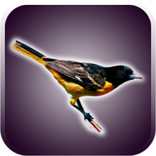 Birds Sounds and Wallpapers for Android - Download