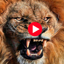 The best animal documentaries for Android - Download