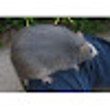 Big Fat Rat for Google Chrome - Extension Download