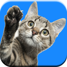 Cat Sounds Ringtones for Android - Download