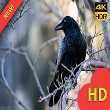 Raven Wallpapers New Tab for Google Chrome - Extension Download