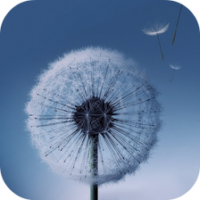 Dandelion Live Wallpaper APK für Android - Download
