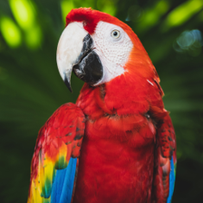 Parrot Sounds for Android - Download