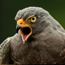 Hawk Sounds for Android - Download