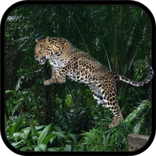 Wild Leopard Simulator 3D for Android - Download