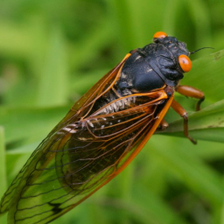 Cicada Sounds for Android - Download