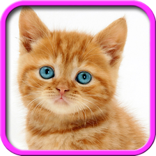 Talking, Dancing Cat. APK for Android - Download
