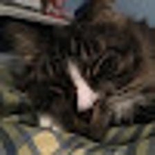 Adorable Cats para Google Chrome - Extensión Descargar