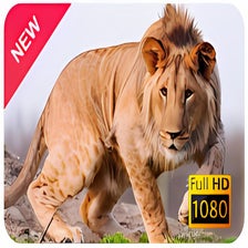 Liger New Tab & Wallpapers Collection para Google Chrome - Extensión ...