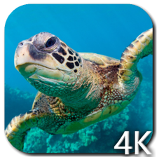 Turtle 4K Video Live Wallpaper APK para Android - Download