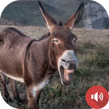 Donkey Sounds cho Android - Tải về
