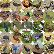 Appp.io - Bird Calls APK pour Android - Télécharger