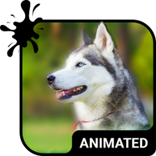 Cute Husky Animated Keyboard + Live Wallpaper para Android - Descargar