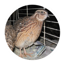 Quail breeding para Android - Descargar