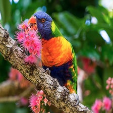 My Colorful Animals HD Wallpapers New Tab for Google Chrome - Extension Download