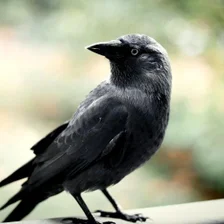 Crow Sounds -Calls Ringtones for Android - Download