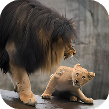 Lion Video Live Wallpaper APK for Android - Download