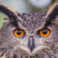 Owl Sounds for Android - Download