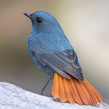 Birds Complete Reference Guide APK pour Android - Télécharger