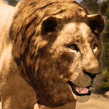 Ultimate Lion Simulator for Android - Download
