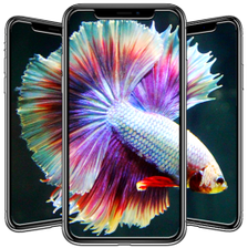 Betta Fish Wallpapers for Android - Download