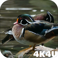4K Colorful Ducks Video Live Wallpaper APK para Android - Download
