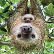 Sloth Wallpapers HD for Android - Download
