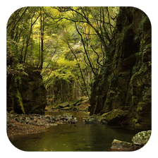Forest Live Wallpaper APK para Android - Descargar