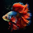 Betta Fish Wallpapers 4K para Android - Descargar