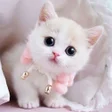 Cute Kitten Wallpaper for Android - Download