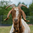 Goat Sounds for Android - Download