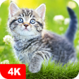 Cat Wallpapers Cute Kittens APK для Android — Скачать
