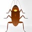 Cockroach on Desktop - Download
